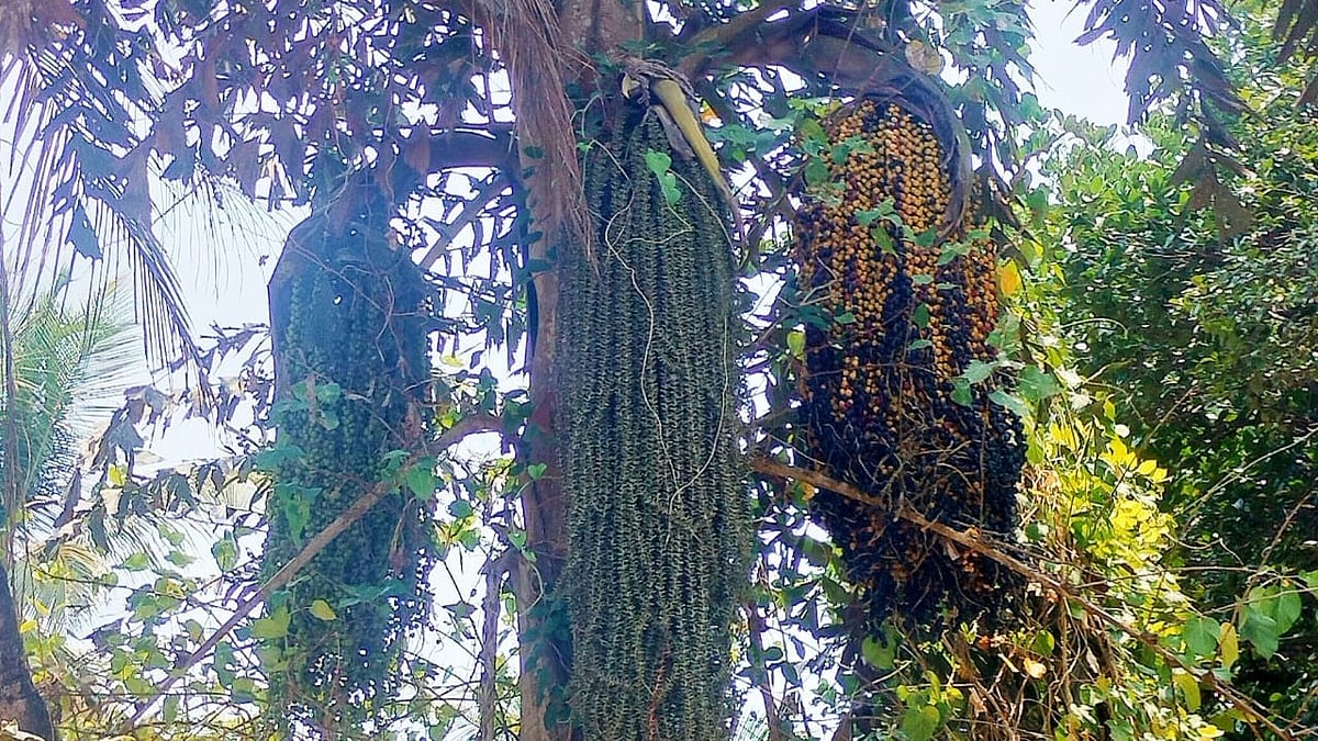 Baine fruit demand: Web Exclusive: ಬೈನೆ ಹಣ್ಣಿಗೆ ಬೇಡಿಕೆ: ಪ್ರಾಣಿ, ಪಕ್ಷಿಗಳ ...