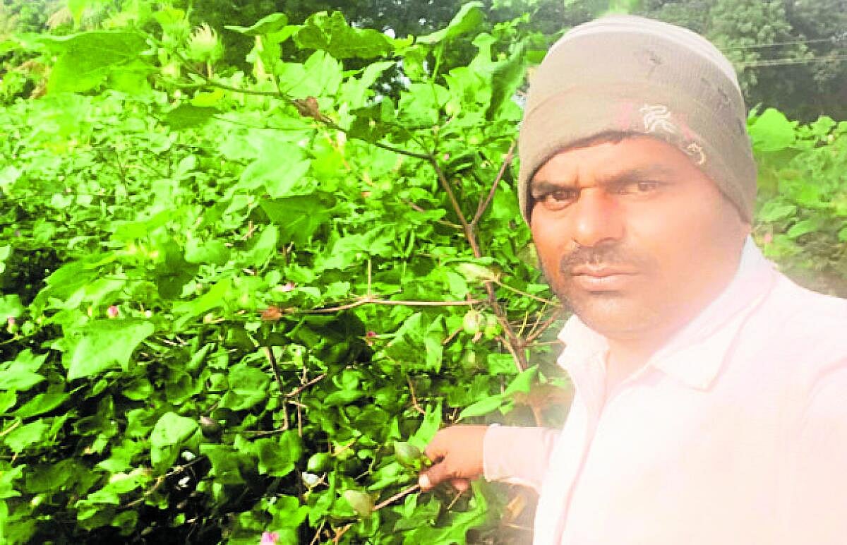 Cotton Seed Production: ಹತ್ತಿ ಬೀಜೋತ್ಪಾದನೆ ಕನಸು ಭಗ್ನ, ರೈತರ ನೆಮ್ಮದಿ ಕಸಿದ ...