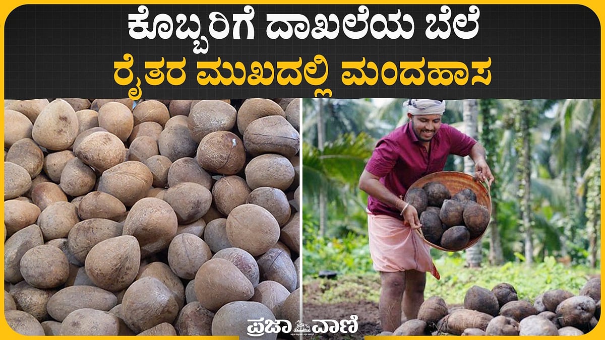 Record Copra Price: Video: ಕೊಬ್ಬರಿಗೆ ದಾಖಲೆಯ ಬೆಲೆ; ರೈತರ ಮುಖದಲ್ಲಿ ಮಂದಹಾಸ