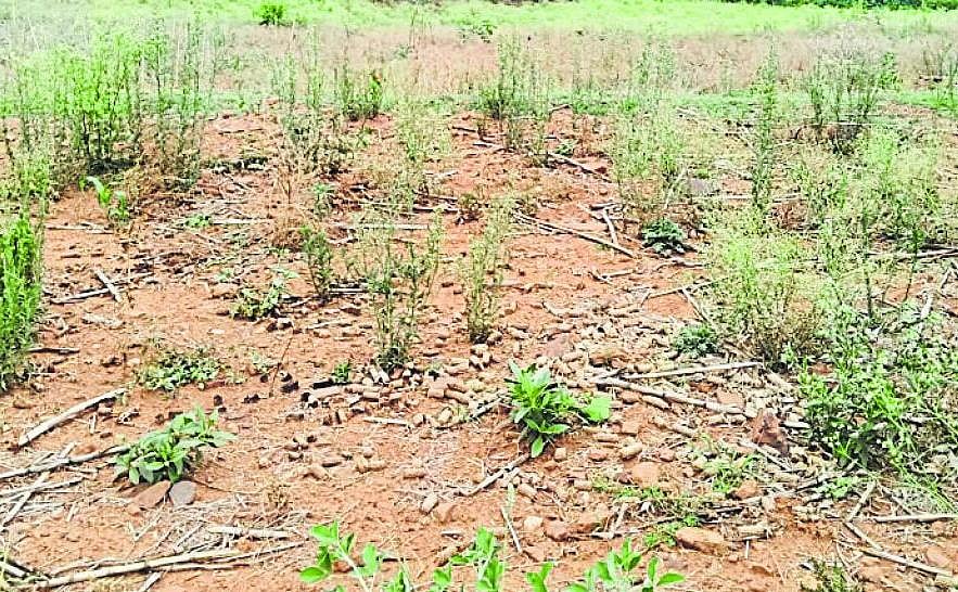 Rain Shortage: ಮುಂಗಾರು ಪೂರ್ವ ಮಳೆ ಕೊರತೆ: ಬಿತ್ತನೆಗೆ ಹಿನ್ನಡೆ
