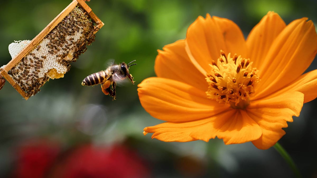World Bee Day: ಜೇನೆಂಬ ಮಾಯೆ