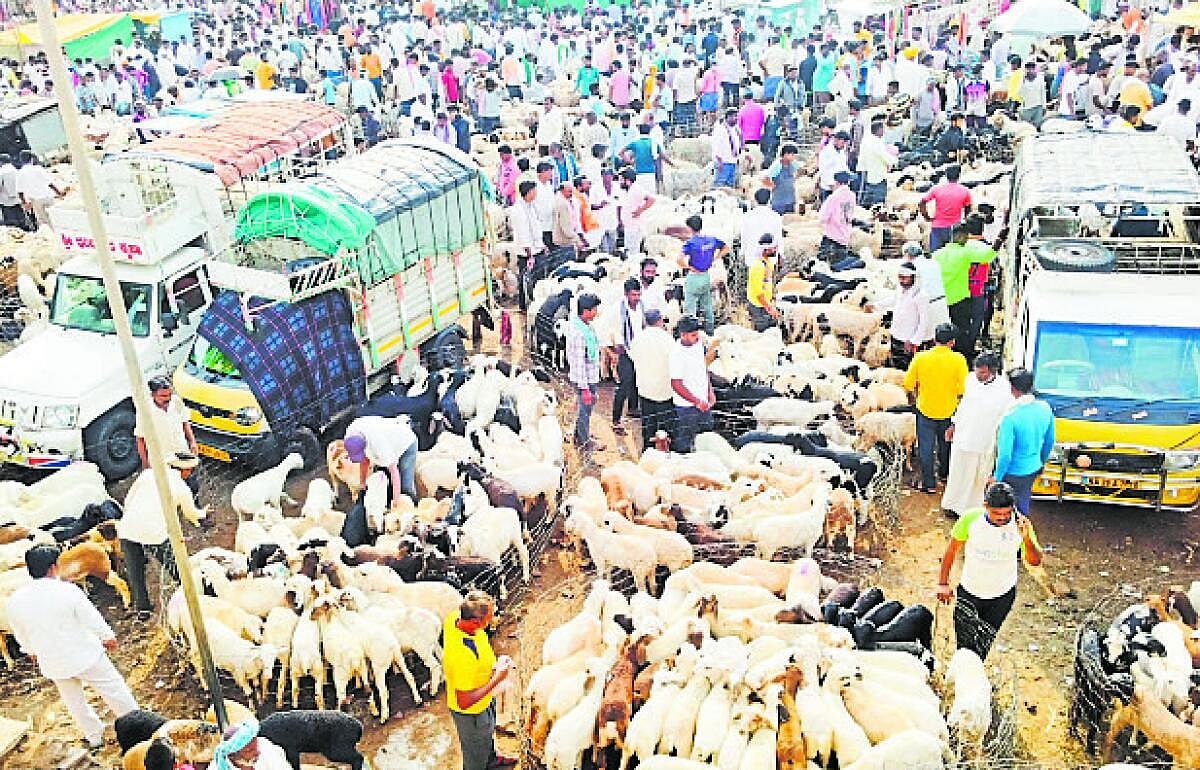 Bakrid Festival: ಕೆರೂರ | ಬಕ್ರೀದ್‌ ಹಬ್ಬಕ್ಕೆ ಕುರಿ, ಟಗರು ವ್ಯಾಪಾರ ಜೋರು