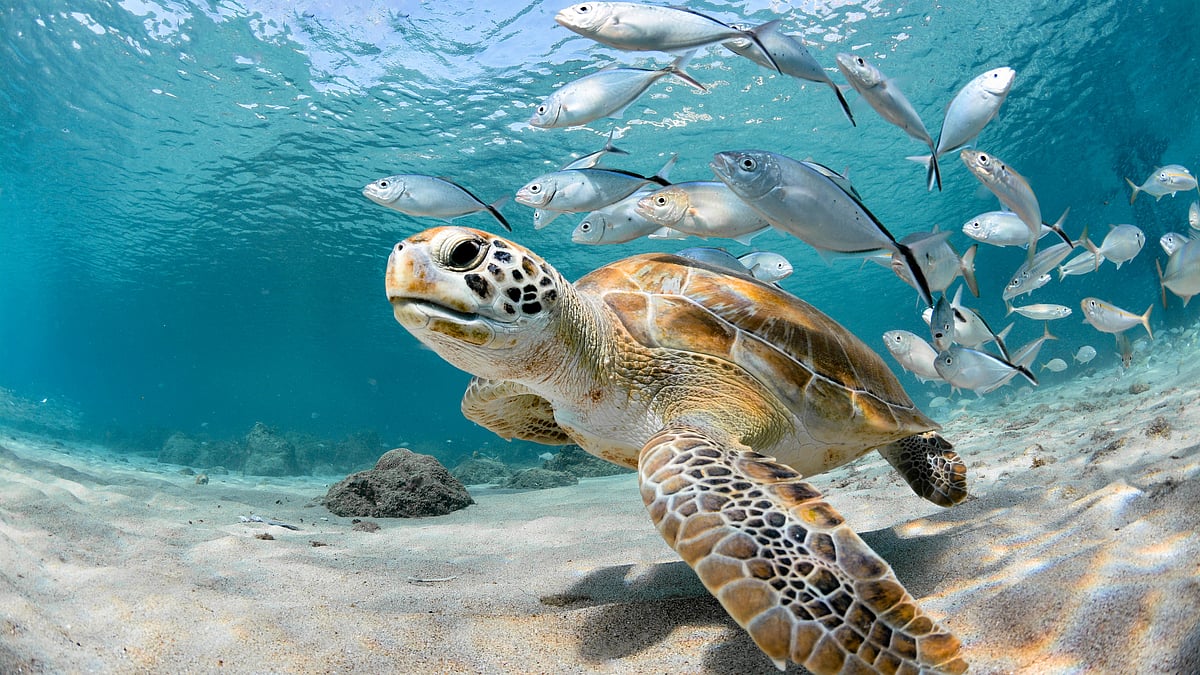 Olive Ridley Turtles: ಮರಳಲ್ಲಿದೆ ಕಡಲ ಆಮೆಗಳ ಭವಿಷ್ಯ: ಜನಿಸೋದು ಗಂಡೋ? ಹೆಣ್ಣೋ ...