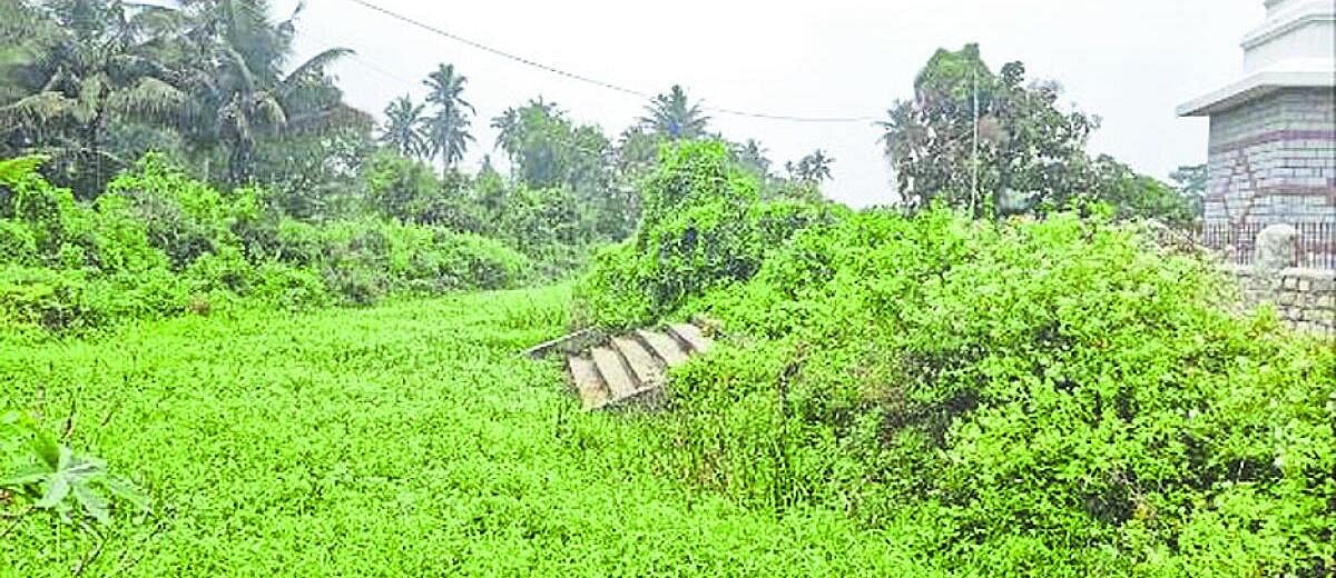 Canal Silt:ಹಳೆಮಾದಾಪುರ, ಗಾಣದಹಳ್ಳಿ ಭಾಗದ ನಾಲೆಯಲ್ಲಿ ಹೂಳು: ರೈತರ ಗೋಳು