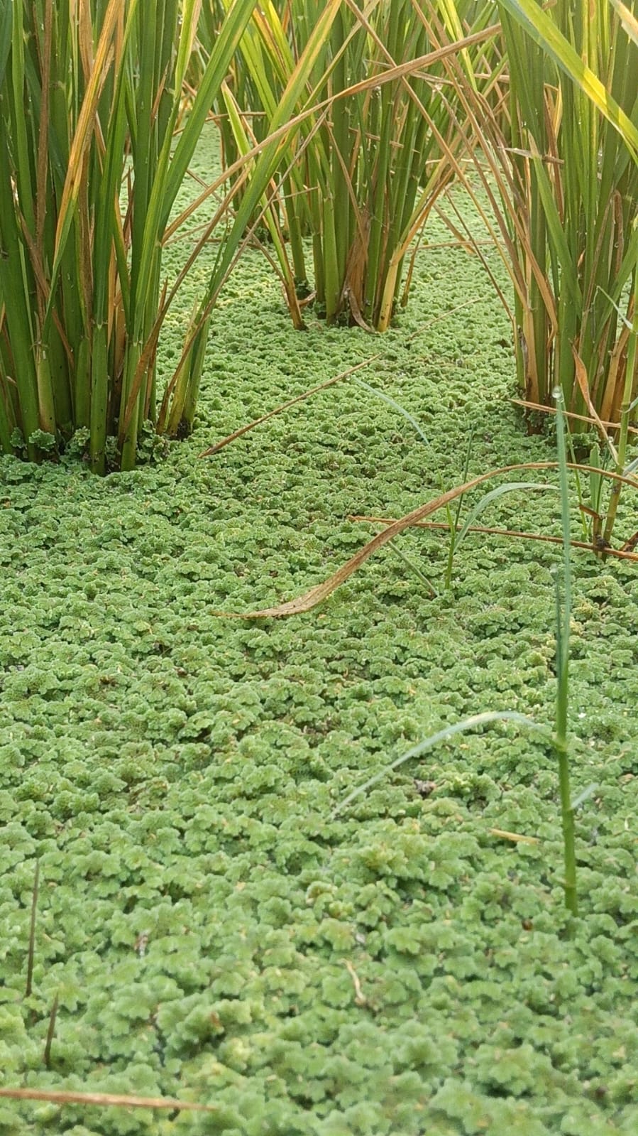 Azolla Organic Farming: Untitled May 25, 2026 09:35 am