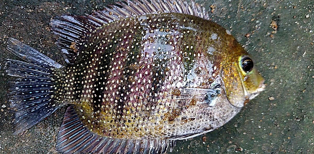 Irpe Fish Decline: ಉಡುಪಿ | ಇರ್ಪೆ ಮೀನಿನ ಸಂತತಿ ಕ್ಷೀಣ: ಜಲಮಾಲಿನ್ಯದ ಆತಂಕ