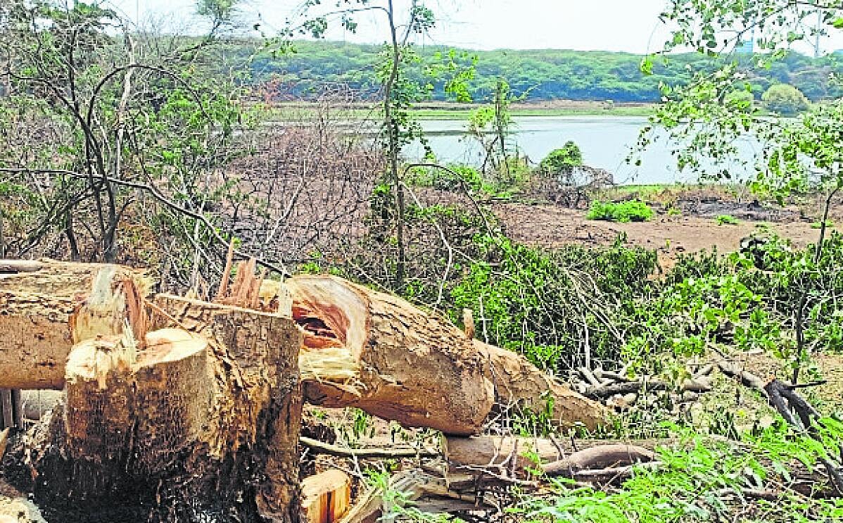 Tree Felling: ಮೈಸೂರು ಕಿರ್ಲೋಸ್ಕರ್ ಕಂಪನಿ ಭೂಮಿಯಲ್ಲಿ ಮರಗಳ ಕಡಿತಲೆ, ಕ್ರಮಕ್ಕೆ ...