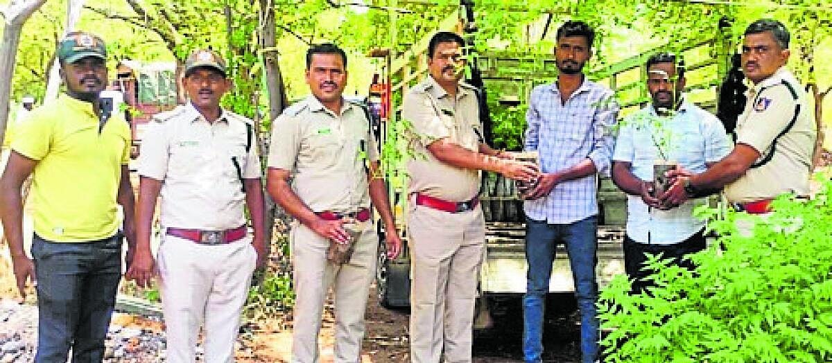 Forest Department: ಇಂಡಿ ತಾಲ್ಲೂಕಿನ ರೈತರಿಗೆ ಅರಣ್ಯ ಇಲಾಖೆಯಿಂದ ಸಸಿ ವಿತರಣೆ