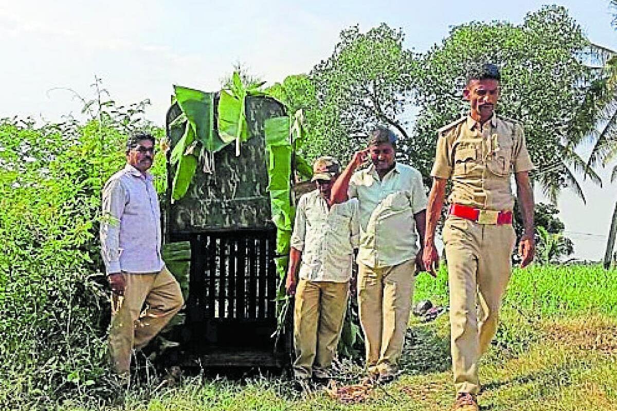 Leopard Sighting: ಅರಕಲಗೂಡು ಪಾರಸನಹಳ್ಳಿ ಗ್ರಾಮದಲ್ಲಿ ಚಿರತೆ ಓಡಾಟ, ಜನರಲ್ಲಿ ಆತಂಕ