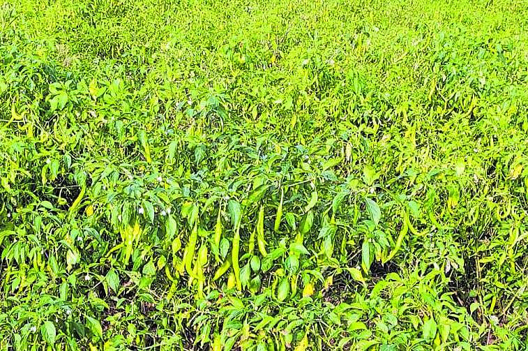 Crop Insurance Scam: ಬೆಳೆ ವಿಮೆಗಾಗಿ ತಪ್ಪು ಮಾಹಿತಿ ದಾಖಲು? ಕೊಪ್ಪಳ ಜಿಲ್ಲೆಯಲ್ಲಿ…