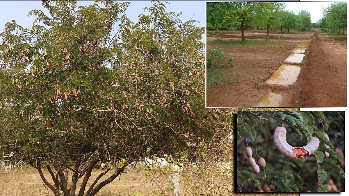 Tamarind Cultivation: ಹುಣಸೆ ಗಿಡಕೆ ನೀರೇಕೆ? ಗೊಬ್ಬರವೇಕೆ?