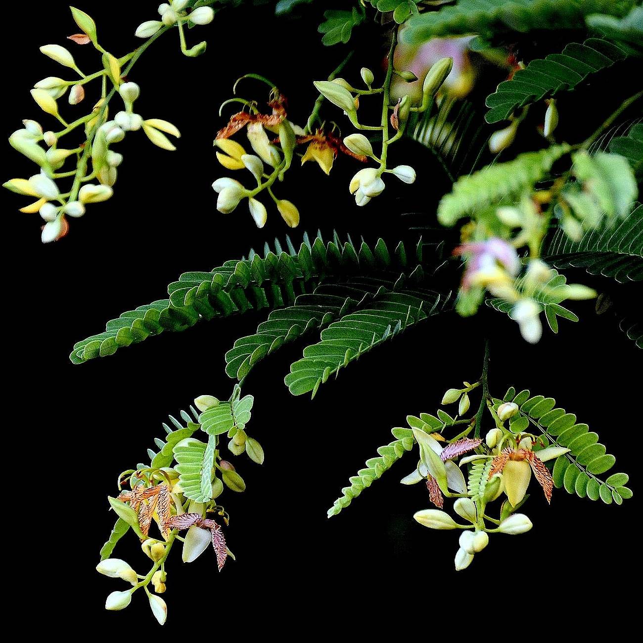 Tamarind Cultivation: ಹುಣಸೆ ಗಿಡಕೆ ನೀರೇಕೆ? ಗೊಬ್ಬರವೇಕೆ?
