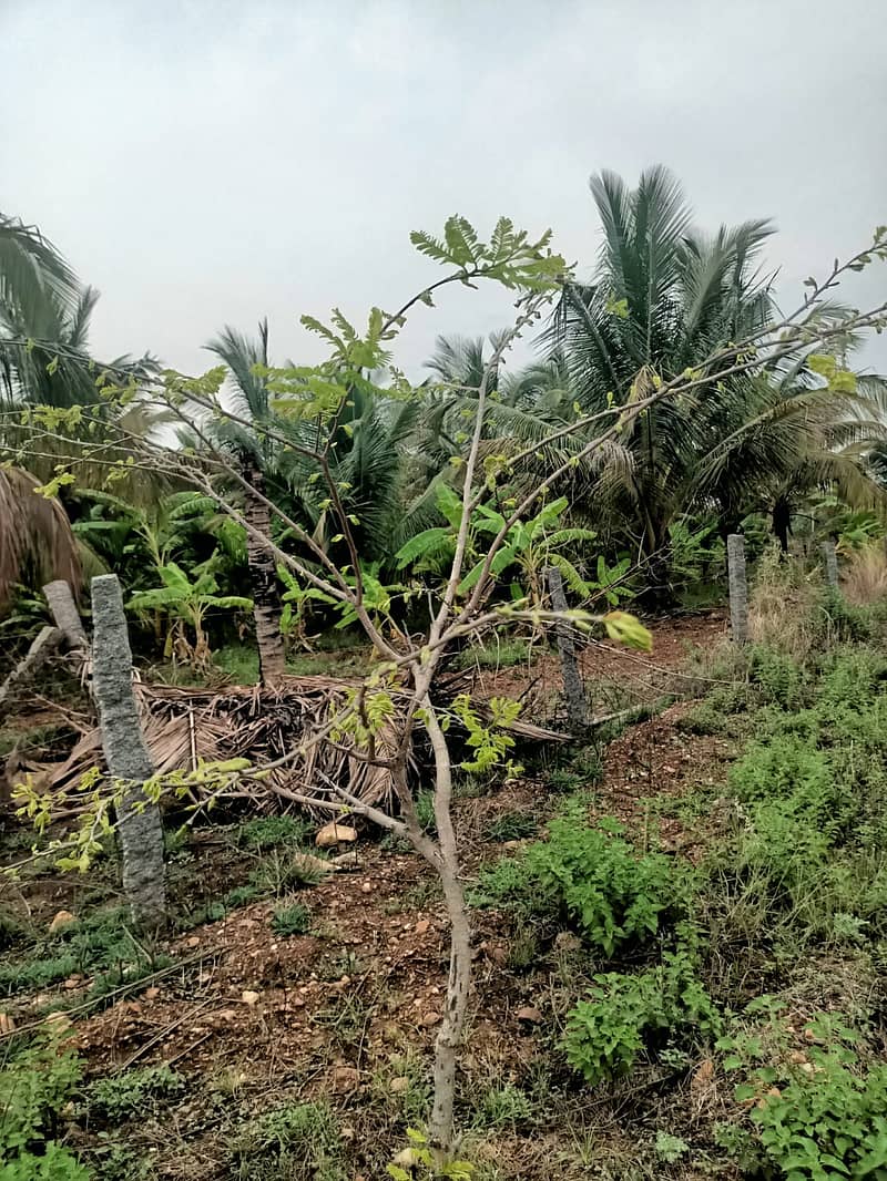 Tamarind Cultivation: ಹುಣಸೆ ಗಿಡಕೆ ನೀರೇಕೆ? ಗೊಬ್ಬರವೇಕೆ?