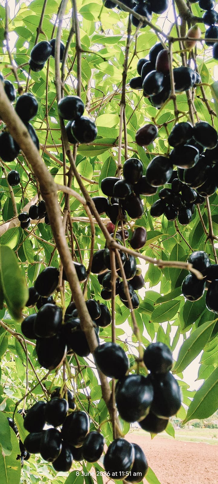 Jamun Fruit Price: ಎಲ್ಲೆಲ್ಲೂ ನೇರಳೆ: ಖರೀದಿ ಬಿರುಸು