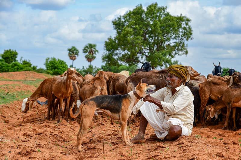Shepherd Dog Protection: ಬದುಕು ಉಳಿಸಿಕೊಳ್ಳುವ ಗ್ರಾಮೀಣ ಜಾಣ್ಮೆಯ ಕಥೆ: ನಾಯಿಯ ...