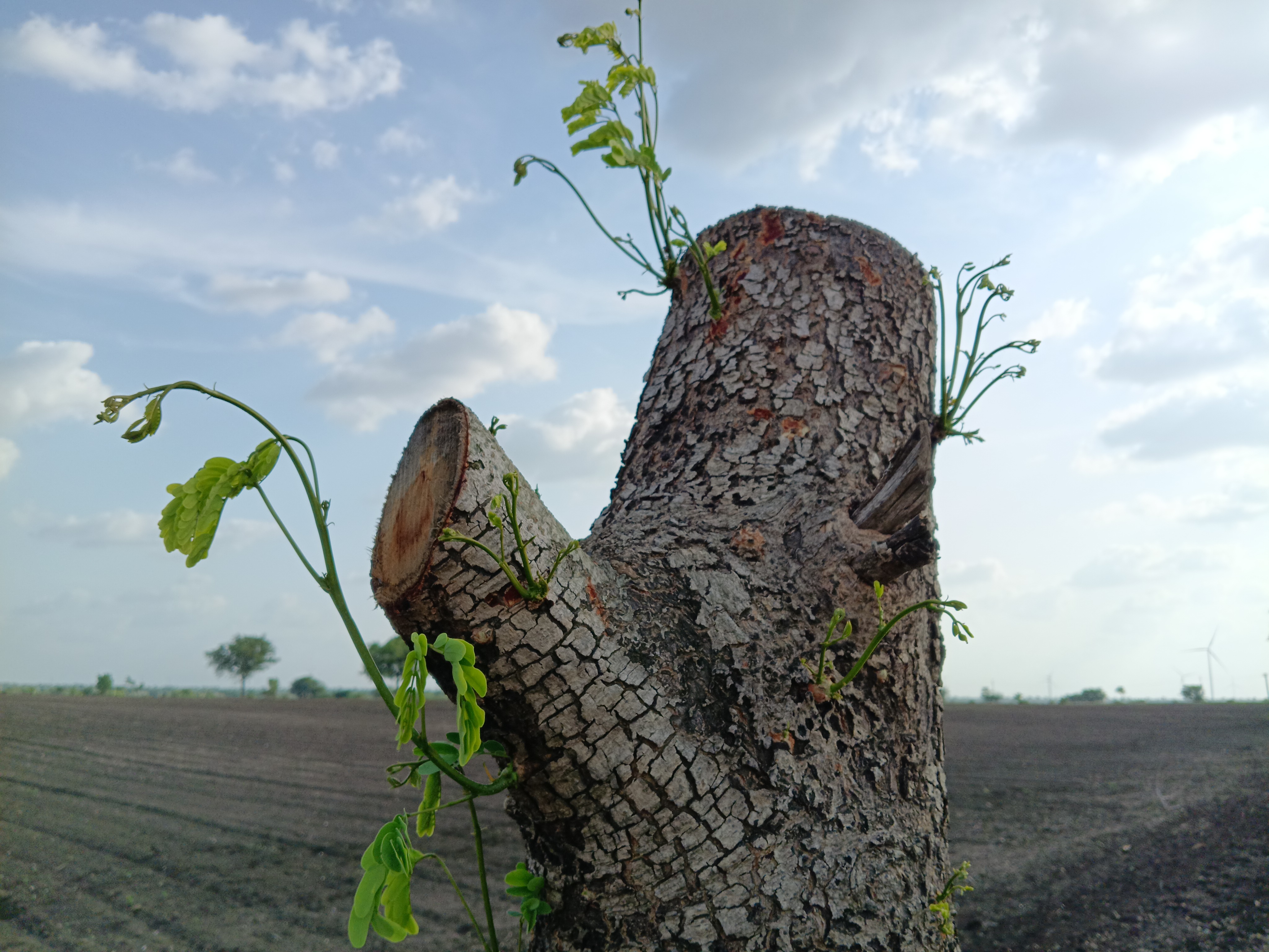 Gadag Tree Cutting: ಹೊಂಬಳ-ಹುಯಿಲಗೋಳ ಮಾರ್ಗದ 60–70 ಮರಗಳ ಮೇಲ್ಭಾಗ ಕಡಿದು ಹಾದಿ ...