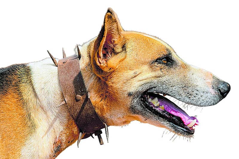 Shepherd Dog Protection: ಬದುಕು ಉಳಿಸಿಕೊಳ್ಳುವ ಗ್ರಾಮೀಣ ಜಾಣ್ಮೆಯ ಕಥೆ: ನಾಯಿಯ ...