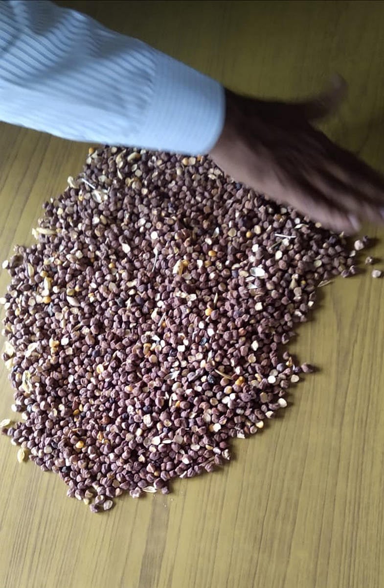 Chickpea Purchase: ಕಡಲೆಕಾಳು ಖರೀದಿ ಅವಧಿ ಮೇ 28 ರವರೆಗೆ ವಿಸ್ತರಣೆ