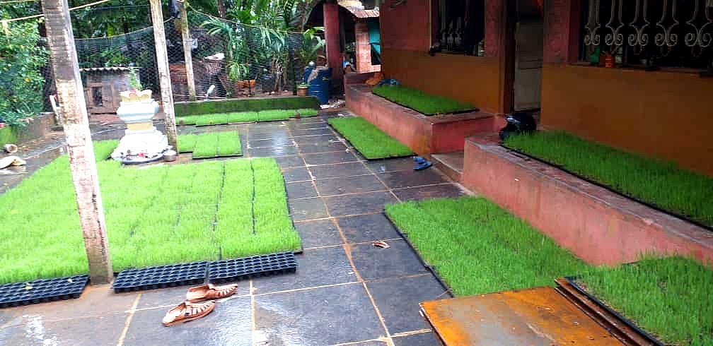 ಕಳಪೆ ಬಿತ್ತನೆ ಬೀಜ: ಒಳನೋಟ ಪ್ರತಿಕ್ರಿಯೆಗಳು