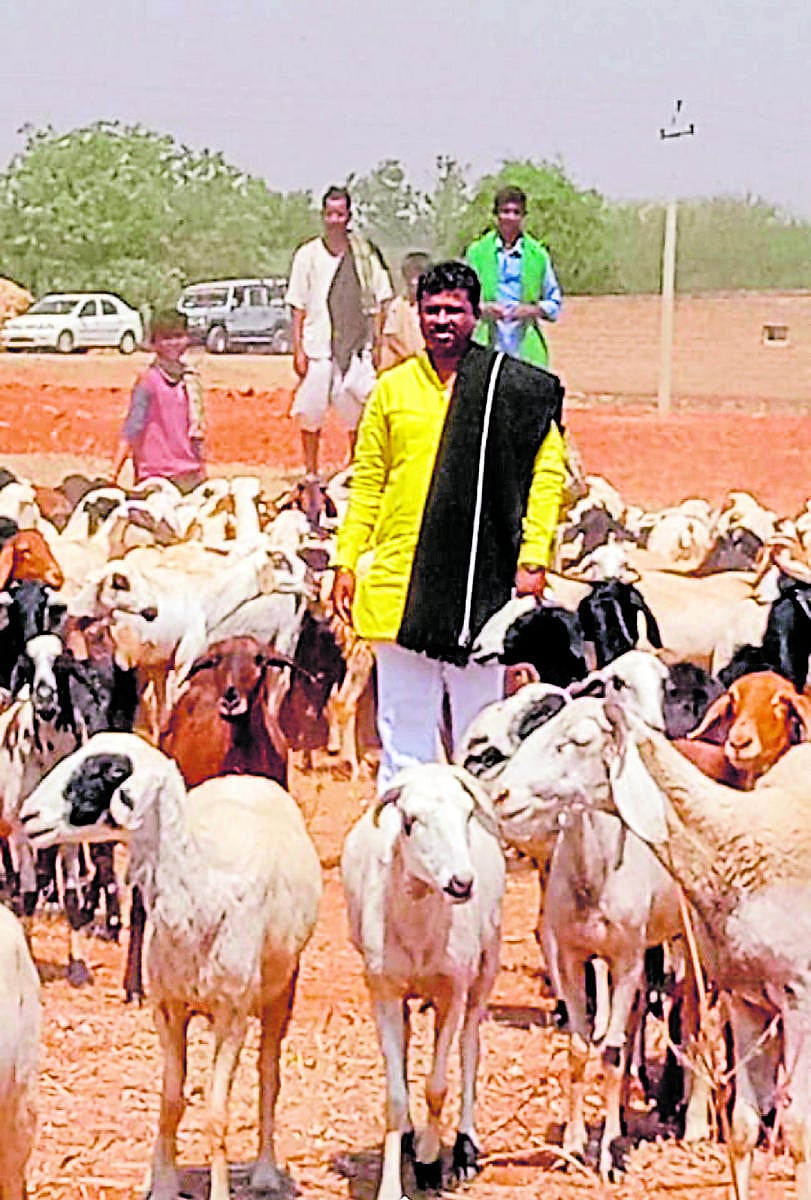 ಕುರಿಗಾಹಿಗಳಿಂದ ಎಎಪಿ ಟಿಕೆಟ್‌ ಆಕಾಂಕ್ಷಿಗೆ 300 ಕುರಿಗಳ ಕಾಣಿಕೆ