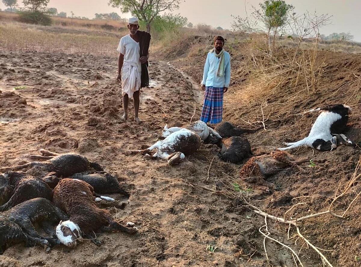ಯಂಕಂಚಿ: ಸಿಡಿಲು ಬಡಿದು 12 ಕುರಿಗಳು ಸಾವು