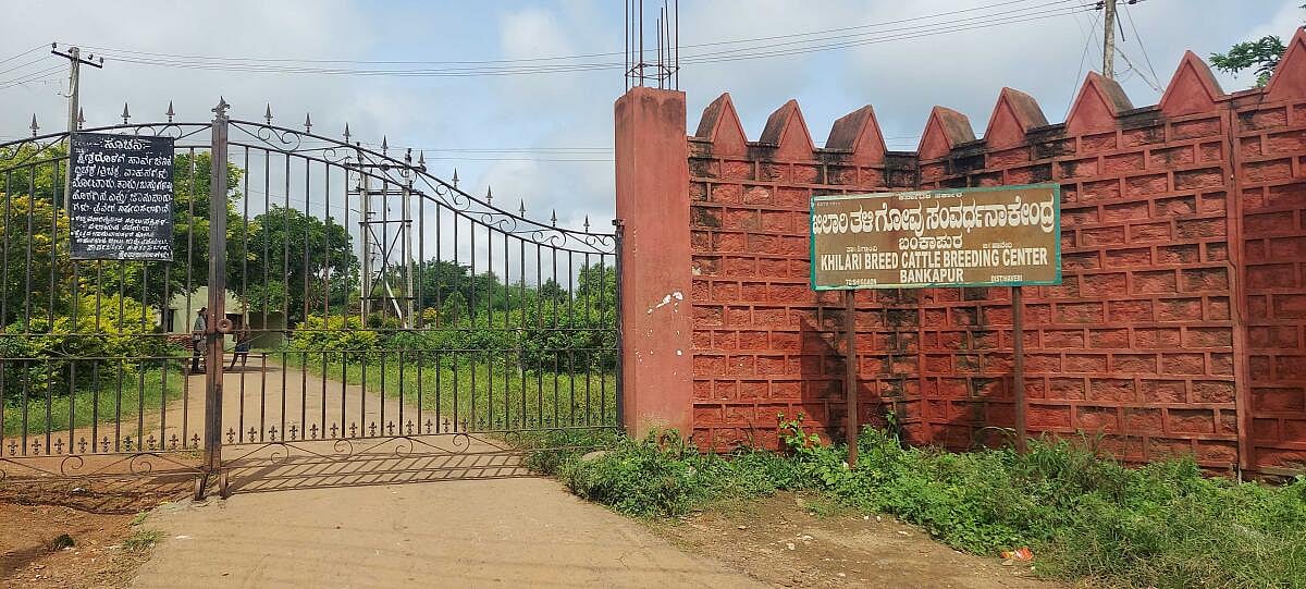 ಶಿಗ್ಗಾವಿ: ಅಭಿವೃದ್ಧಿ ಕಾಣದ ಬಂಕಾಪುರ ಕೋಟೆ