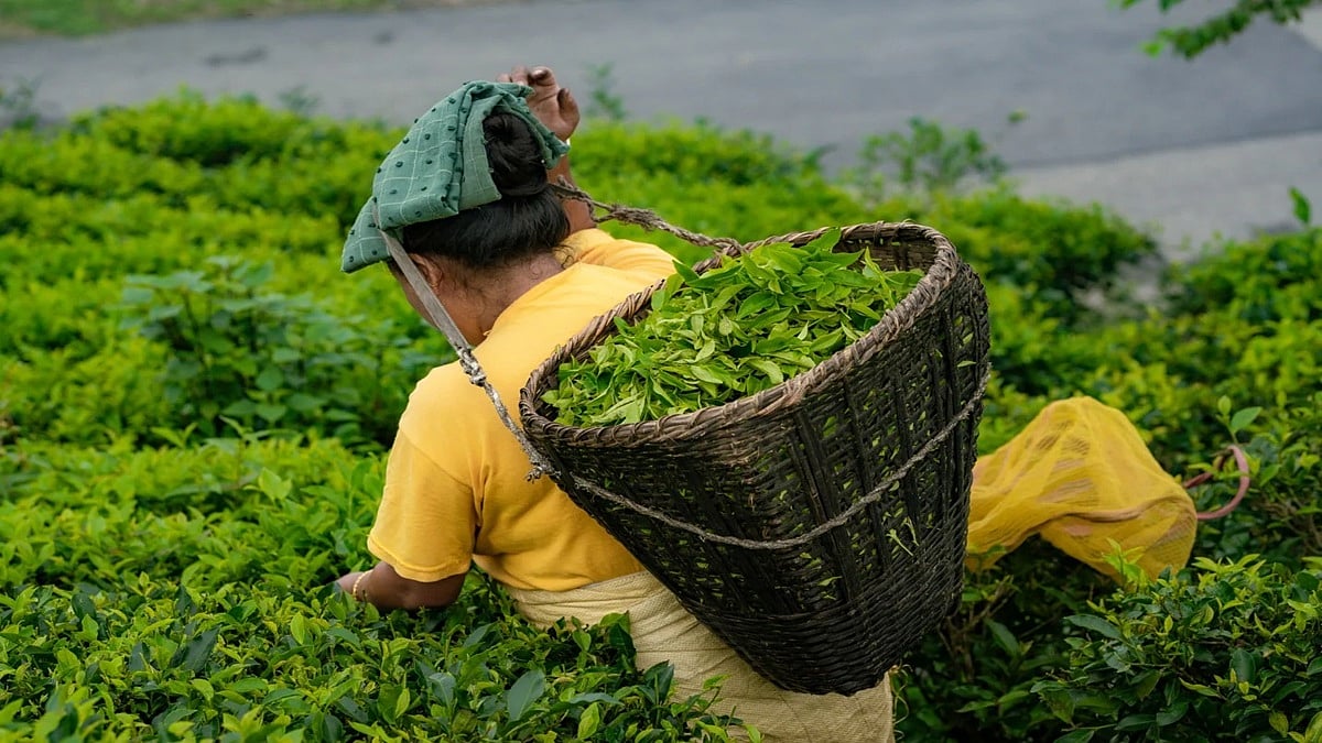 Officials say West Asia crisis hit April tea export; Tea Board eyes ...