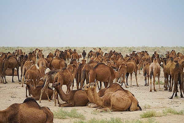 South Australia is killing 10,000 camels. Here’s why