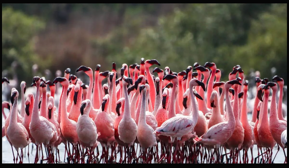 Navi Mumbai has transformed into a vibrant spectacle as thousands of flamingos have arrived