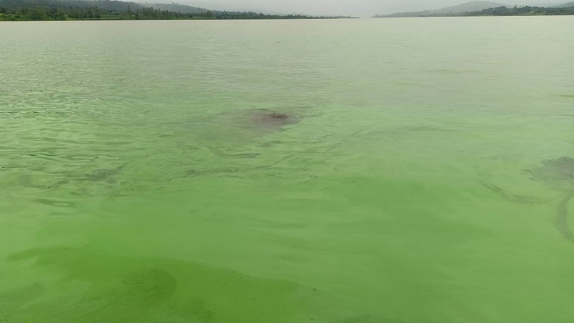 Tulsi Dam : तुळशी धरणाच्या पाण्यावर हिरवा तेलकट तवंग