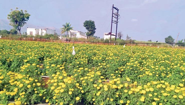 Indapur marigold farming: दिवाळी सणासाठी झेंडू उत्पादक शेतकरी सज्ज