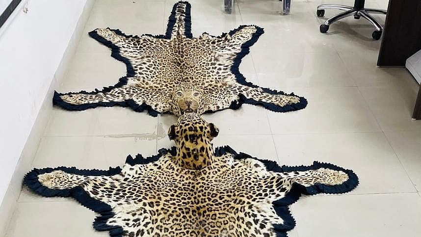 Leopard Skin Seized | उज्जैन येथे 2 बिबट्यांचे कातडे आणि हस्तिदंत जप्त
