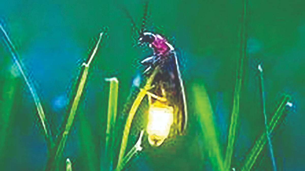 Firefly Insect | काजवे का व कसे चमकतात?