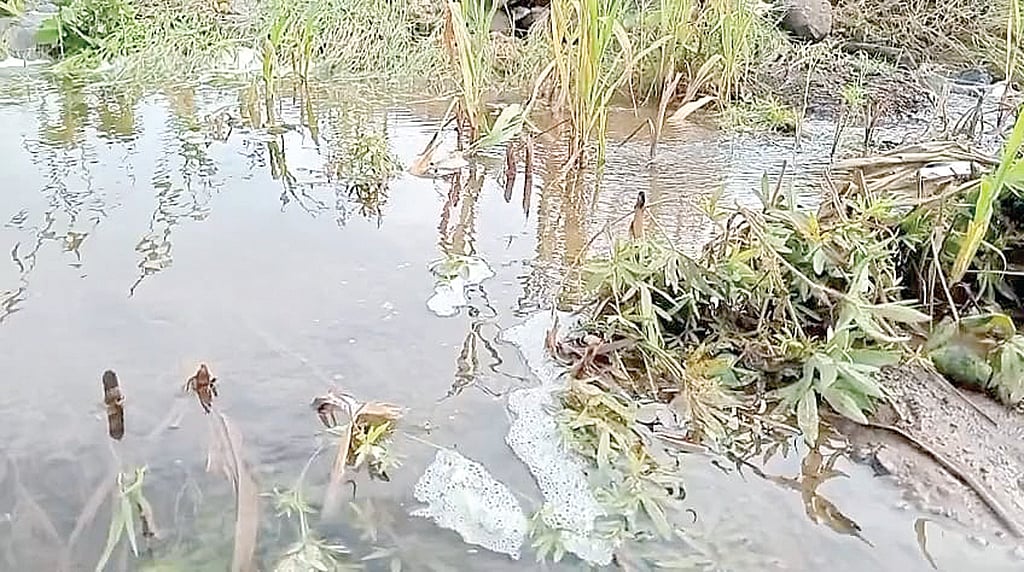 Malegaon Ola Dushkal : अतिवृष्टीने 13 हजार हेक्टरला फटका