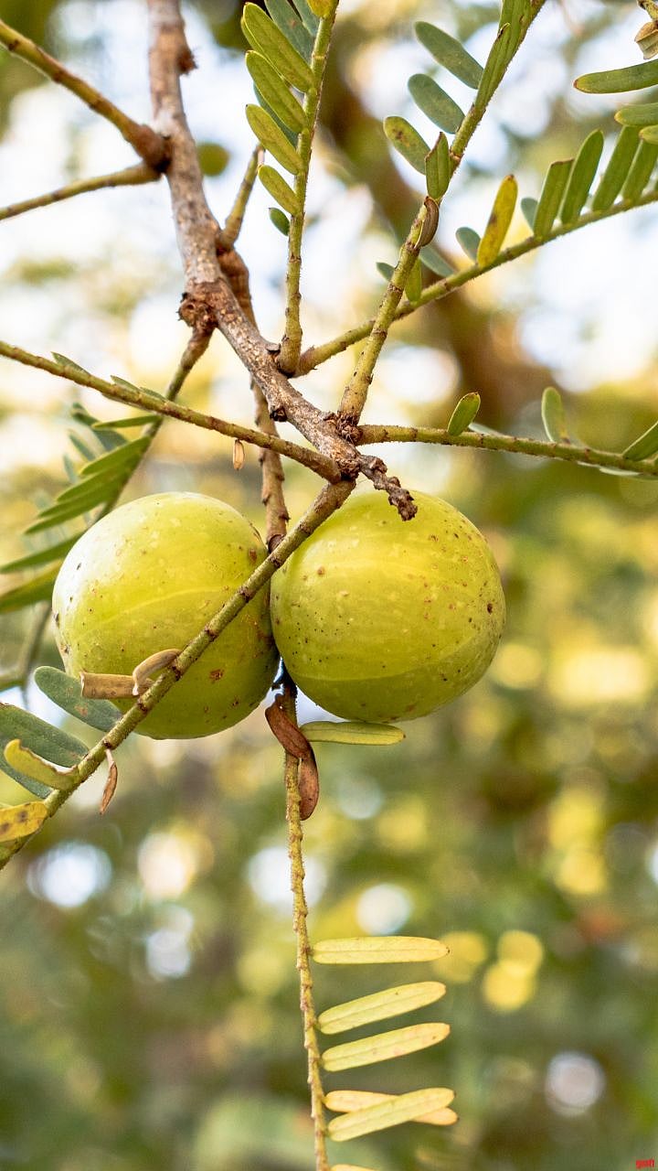 Amla side effects: आवळा 'या' ६ लोकांनी चुकूनही खाऊ नये; वाढू शकतो गंभीर ...