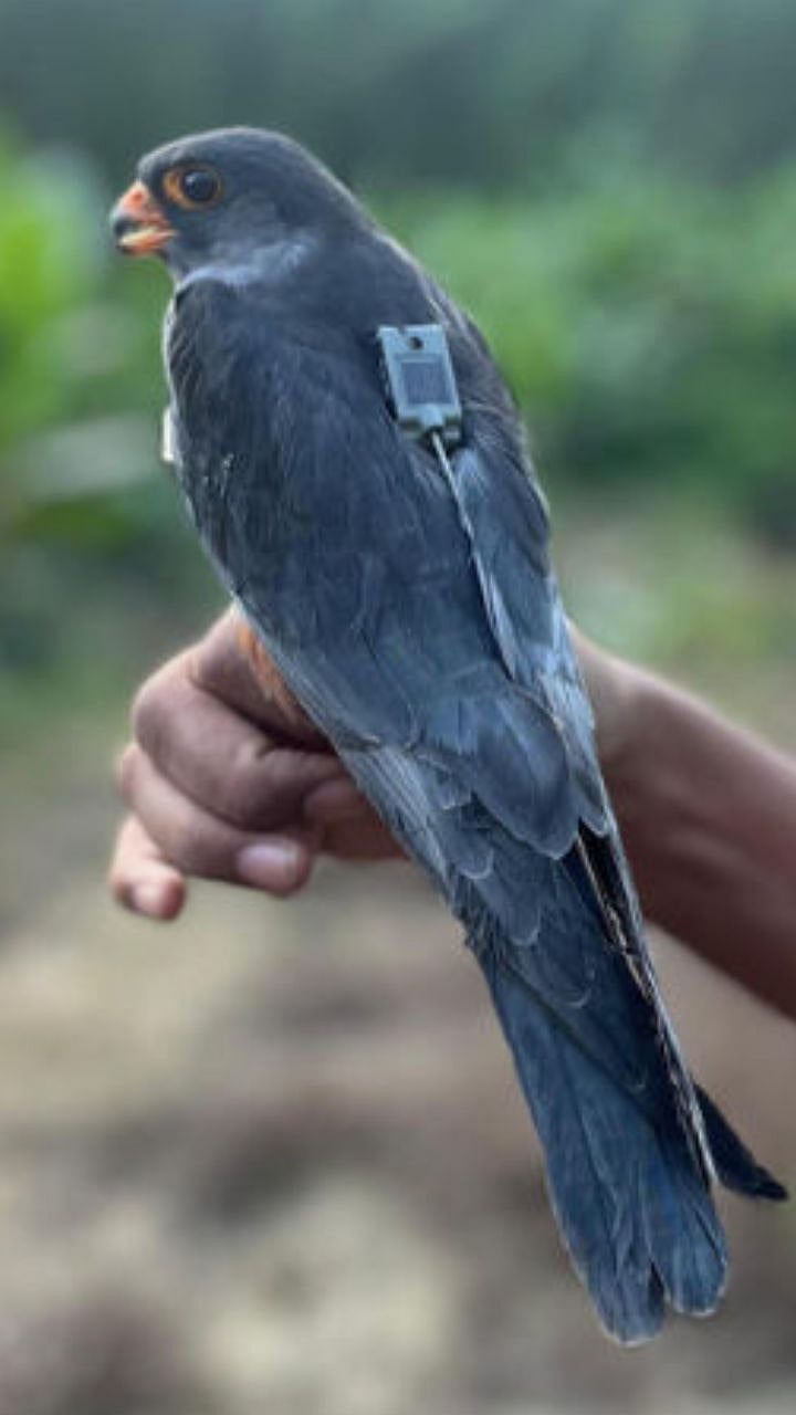 Falcon: १५० ग्रॅमचा पक्षी रोज करतोय १००० किमीचा प्रवास... हे कसे शक्य आहे?