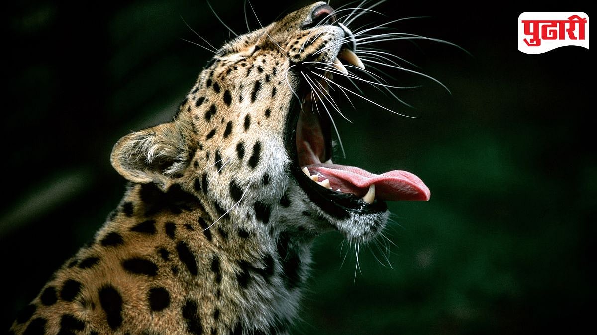 Shevgaon Leopard Terror: 'बिबटेच बिबटे चोहीकडे, वन खाते गेले कुणीकडे!
