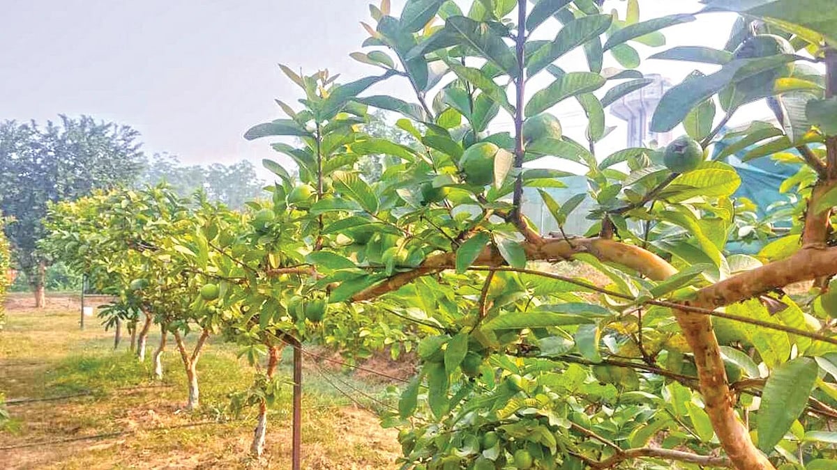 Guava vine cultivation | पेरूचे आता झाड नव्हे, चक्क ‘वेल’!