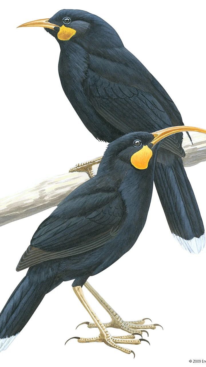 World’s Most Expensive Bird Feather: Pricier Than Gold