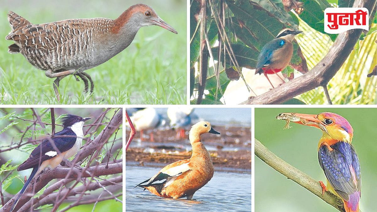 Konkan Bird Watching Tourism: किलबिलत्या सुरांमध्ये उमलणारे कोकणातील पर्यटन
