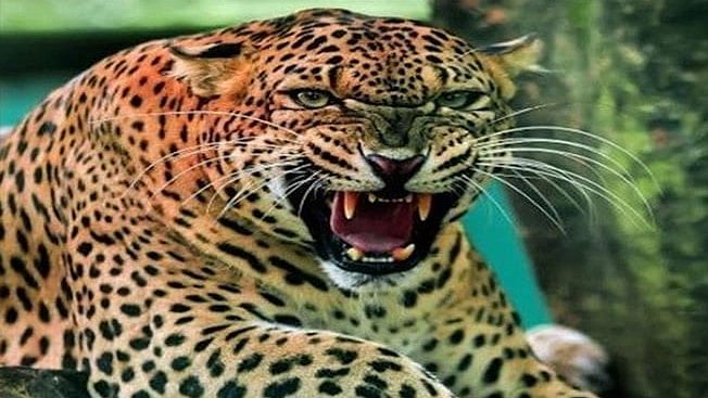 Panshet leopard Attack: पानशेत परिसरात बिबट्याची दहशत; घरासमोरच पाडला ...