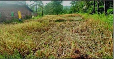 Ratnagiri News | कोकणात ओला दुष्काळ जाहीर करा