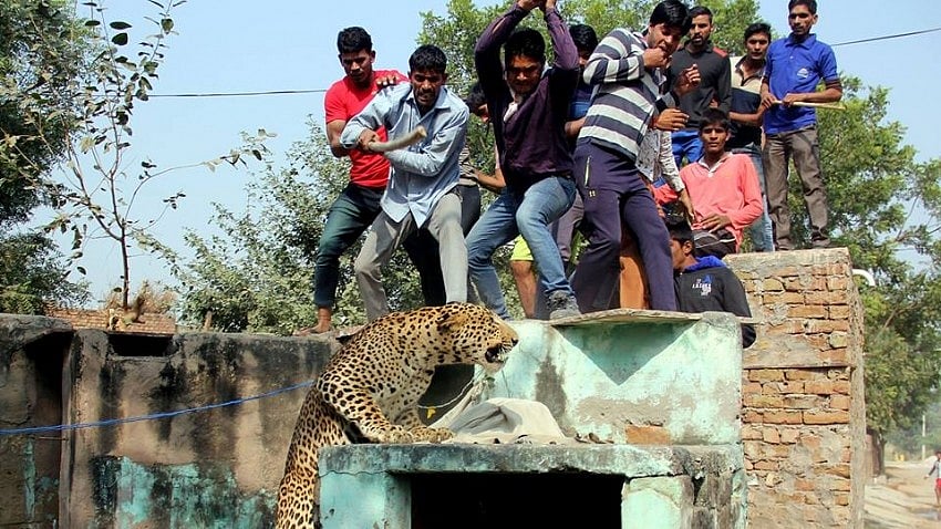 Conflict Between Leopard and Man : चिंताजनक ! बिबट्या- मानवी संघर्षात वाढ