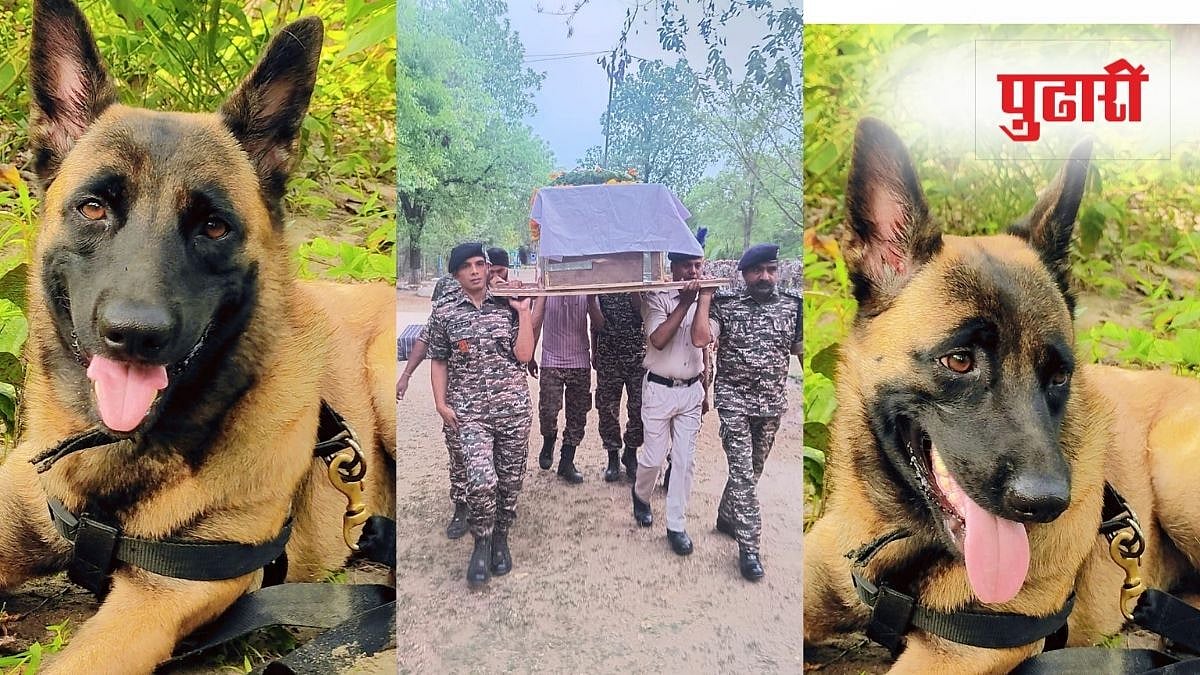 K9 Rolo CRPF dog news | विषारी मधमाश्यांच्या डंखांमुळे CRFच्या श्वानाचा ...