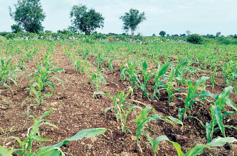 Indapur Farmers: इंदापूर तालुक्यातील शेतकरी पावसाच्या प्रतीक्षेत ...