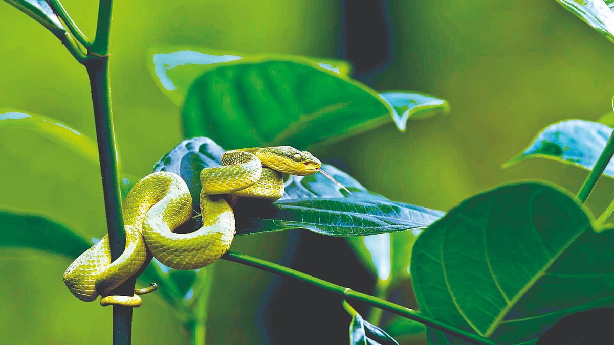 Sahyadri Biodiversity| सह्याद्रीच्या पर्वतराजीत पुन्हा जीवसृष्टी बहरली ...
