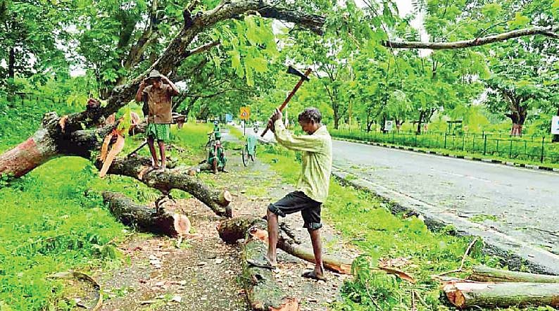 Tree Replantation Issue: महापालिकेची 25 हजार वृक्षतोडीला परवानगी, मात्र ...