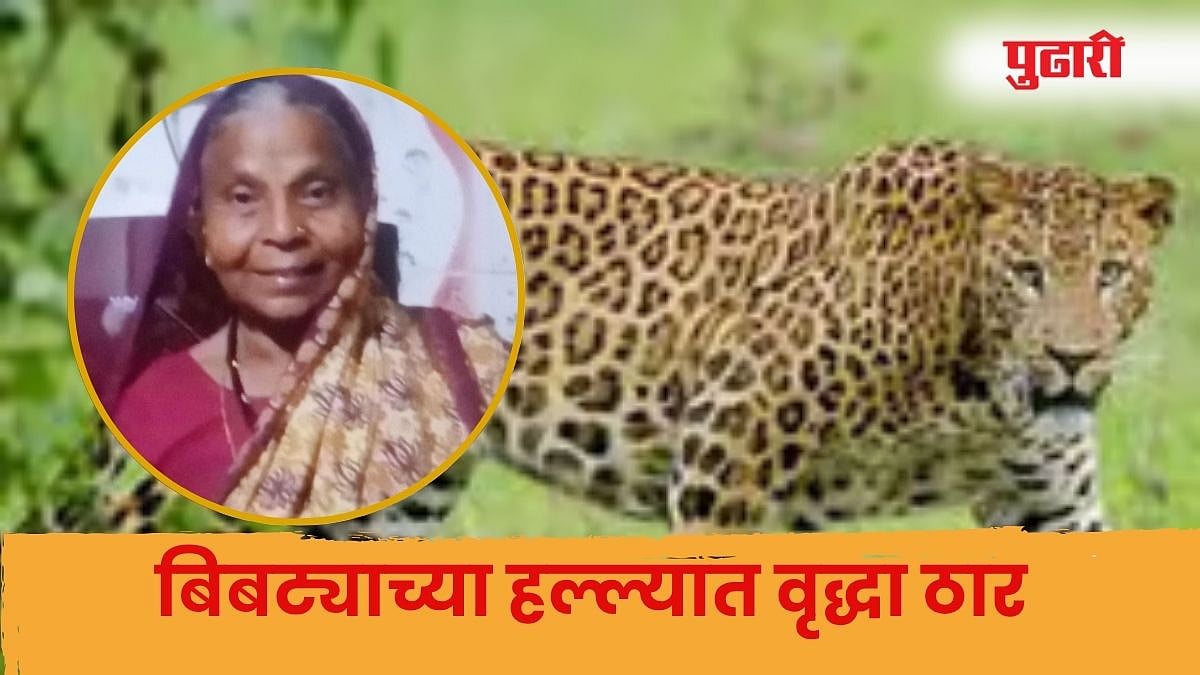 Leopard Attack in Devgaon : बिबट्याच्या हल्ल्यात वृद्धा ठार