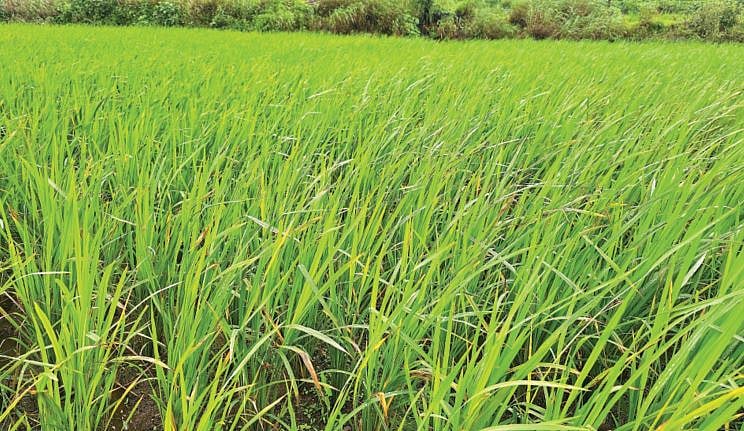 Rice crop disease: भोरगिरीमध्ये भातपिकावर तांबेरा रोगाचा प्रादुर्भाव