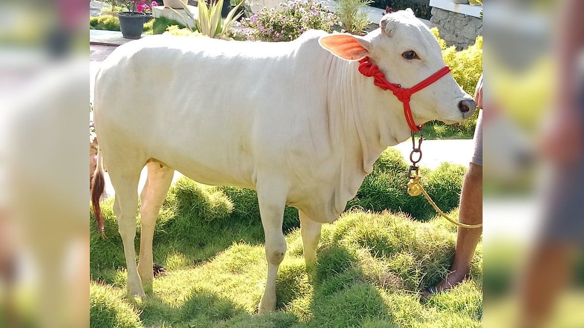 Vasubaras Punganur cow: या दिवाळीत 'पुंगनूर' गाय का आहे चर्चेत? जाणून ...